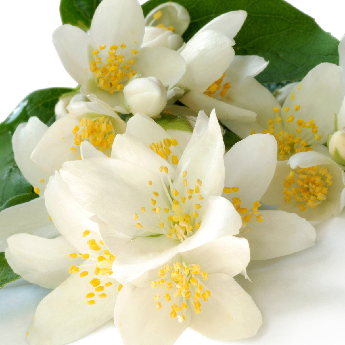 Jasmine Edible Perfume Spray — Amoretti