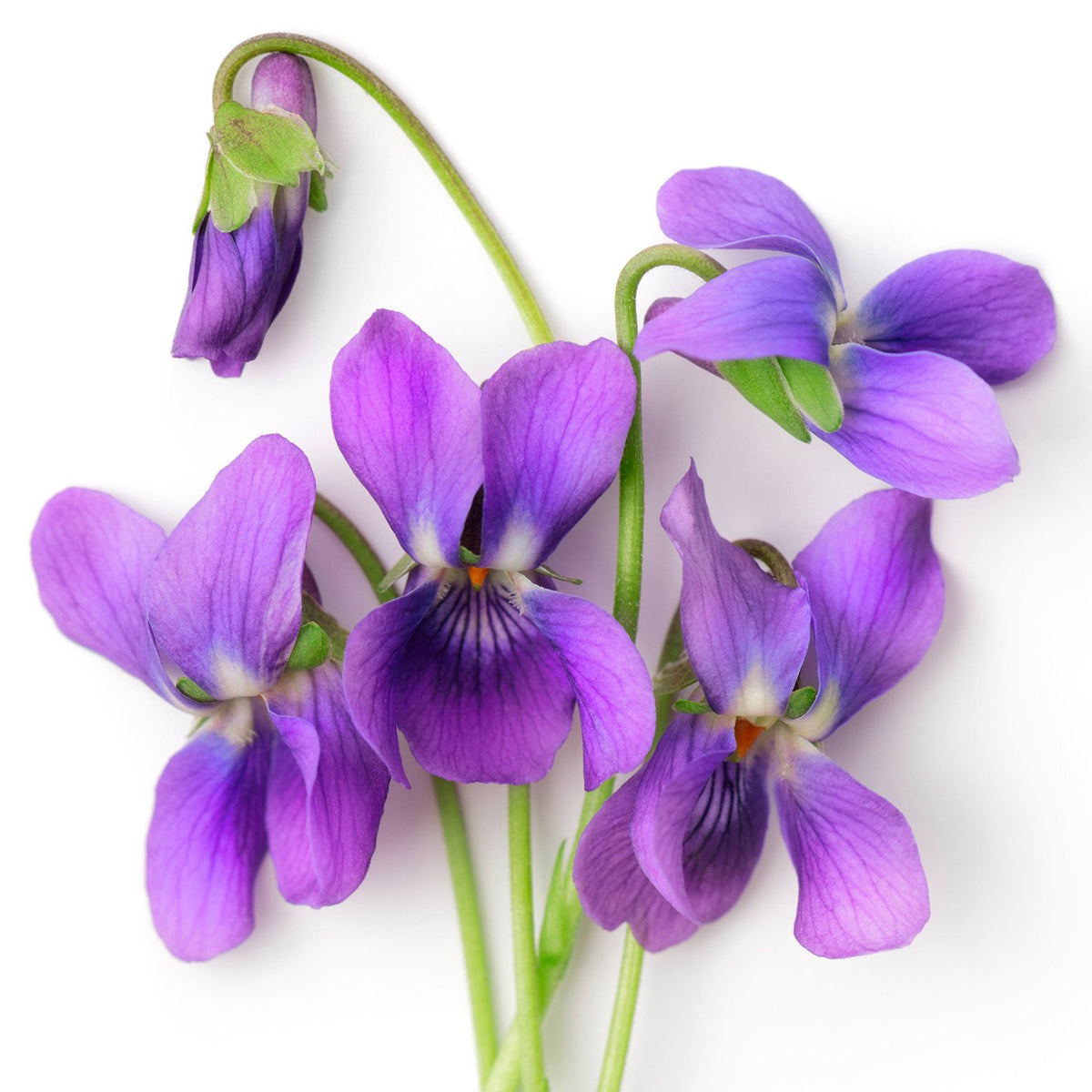 Violet Extract Oil Soluble — Amoretti